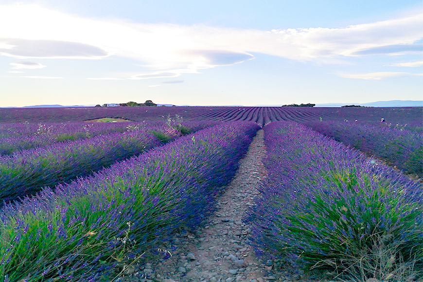 Campos de lavanda en la Provenza Francesa - Los Viajes de Mary - Blog ...