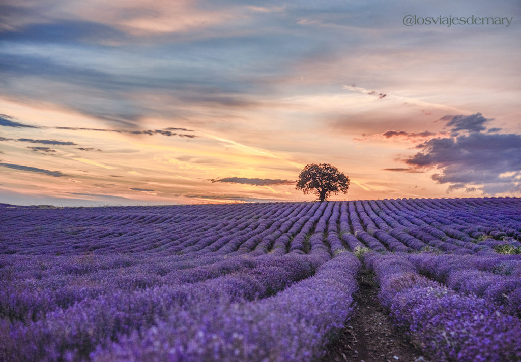 Los 5 mejores lugares dónde ver campos de lavanda en Francia - Los ...