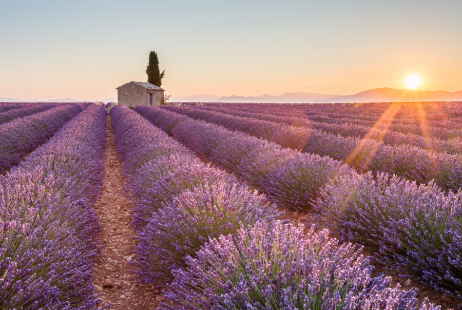 Campos de lavanda en la Provenza Francesa - Los Viajes de Mary - Blog ...
